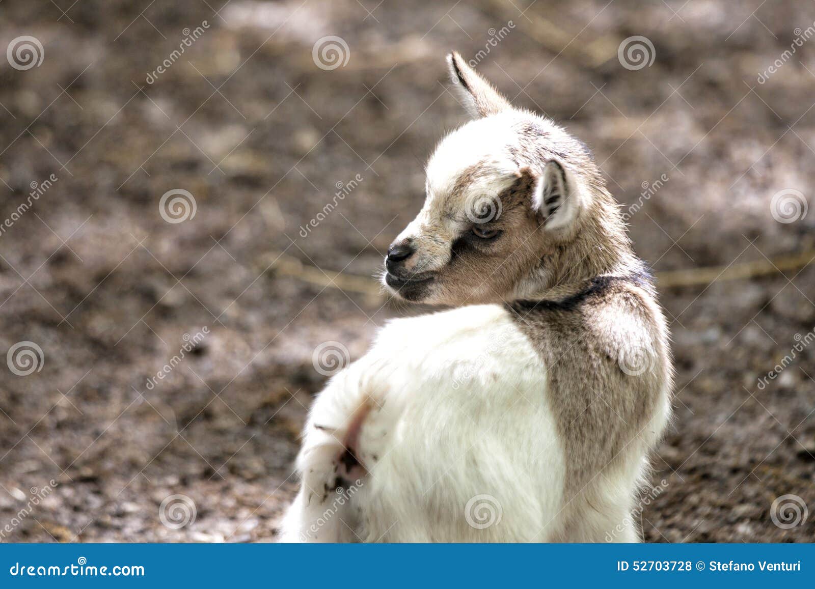 Adorable Little Goat at Zoo Stock Photo - Image of petting, livestock ...