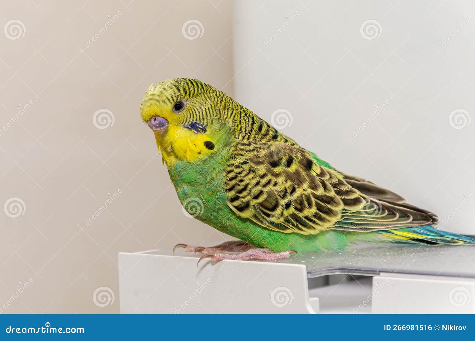 Adorable Little Green Wavy Parrot Stock Photo - Image of backgrounds ...