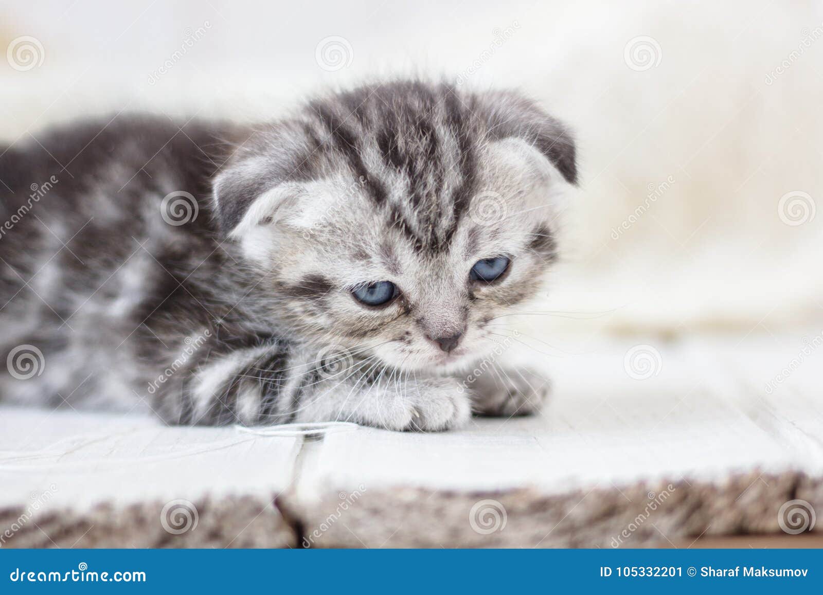 Adorable Little Grey Kitten Laying Down on the White Floor. Stock Image ...