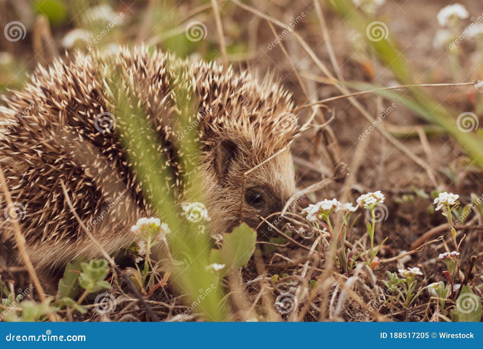 Adorable Little Hedgehog with Sharp Spikes on the Ground Stock Image ...