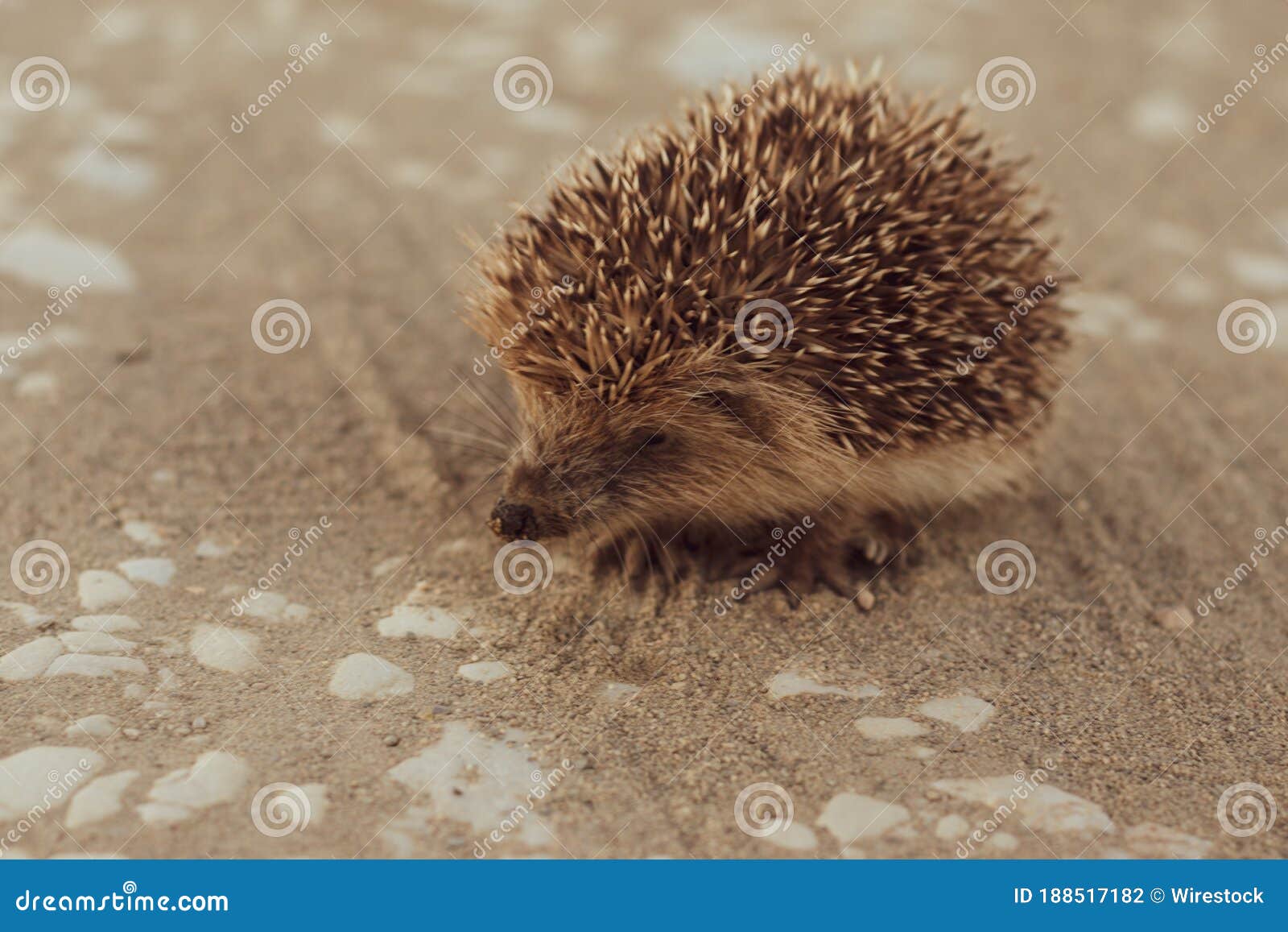 Adorable Little Hedgehog with Sharp Spikes on the Sand Stock Photo ...
