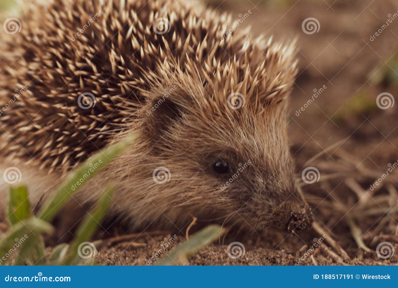Adorable Little Hedgehog with Sharp Spikes on the Sand Stock Image ...