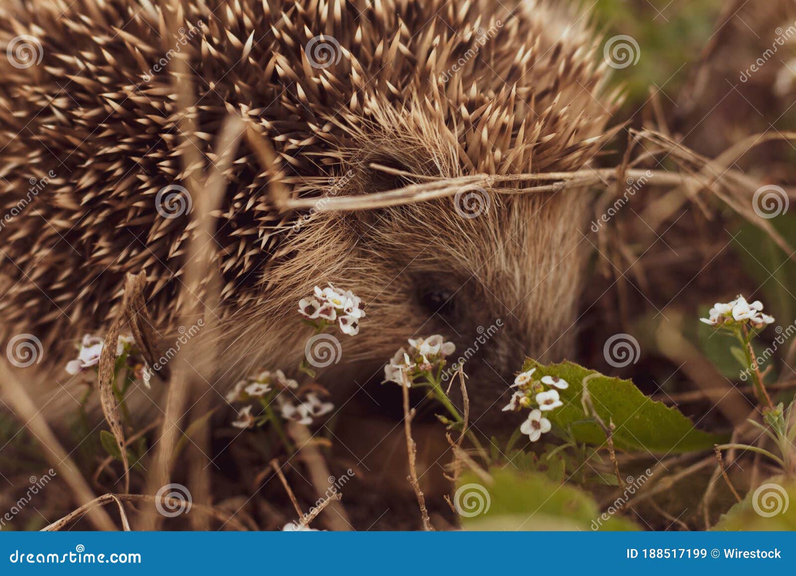 Adorable Little Hedgehog with Sharp Spikes on the Sand Stock Image ...