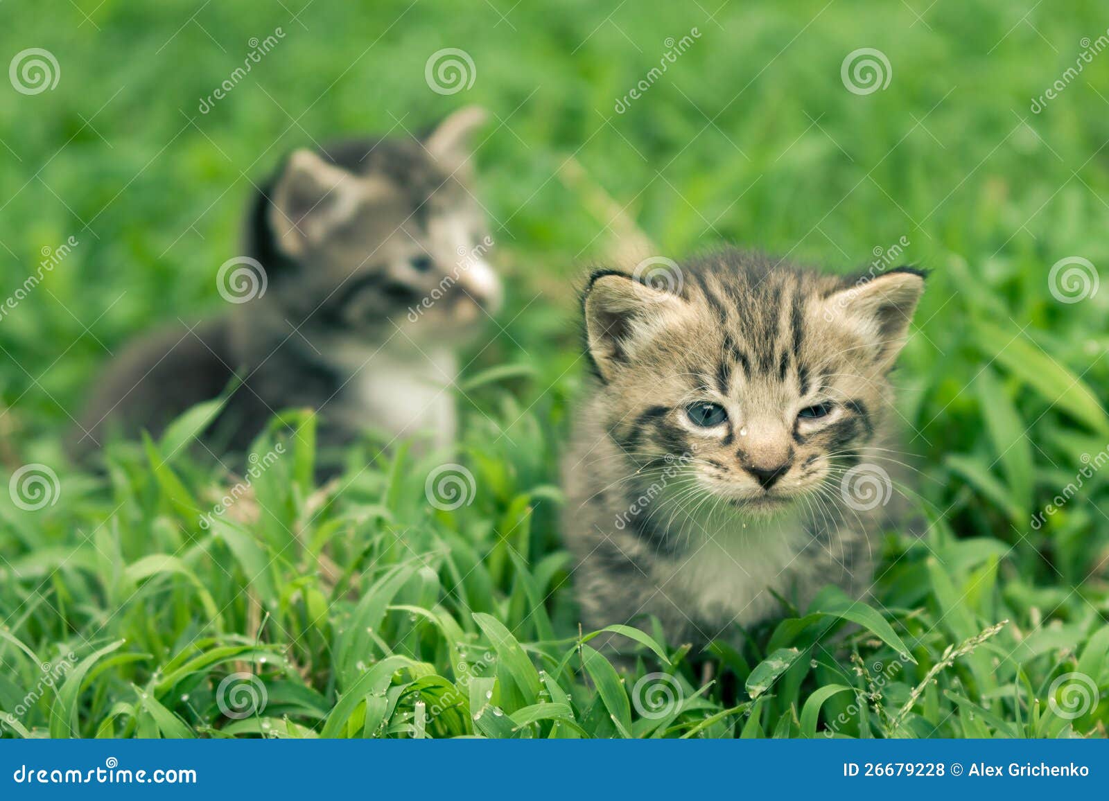 Adorable little kitten stock photo. Image of animal, cute - 26679228