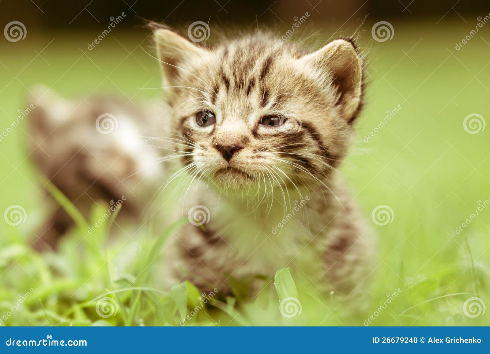 Adorable little kitten stock photo. Image of adorable - 26679240