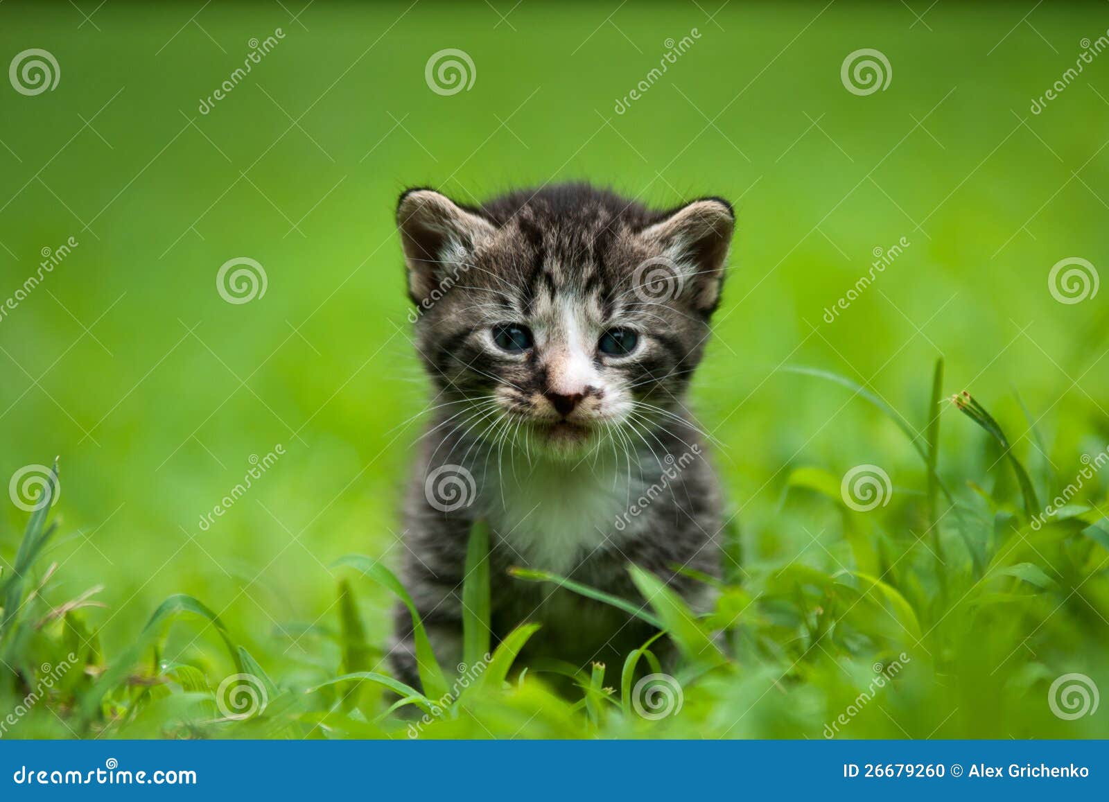 Adorable little kitten stock photo. Image of adorable - 26679260