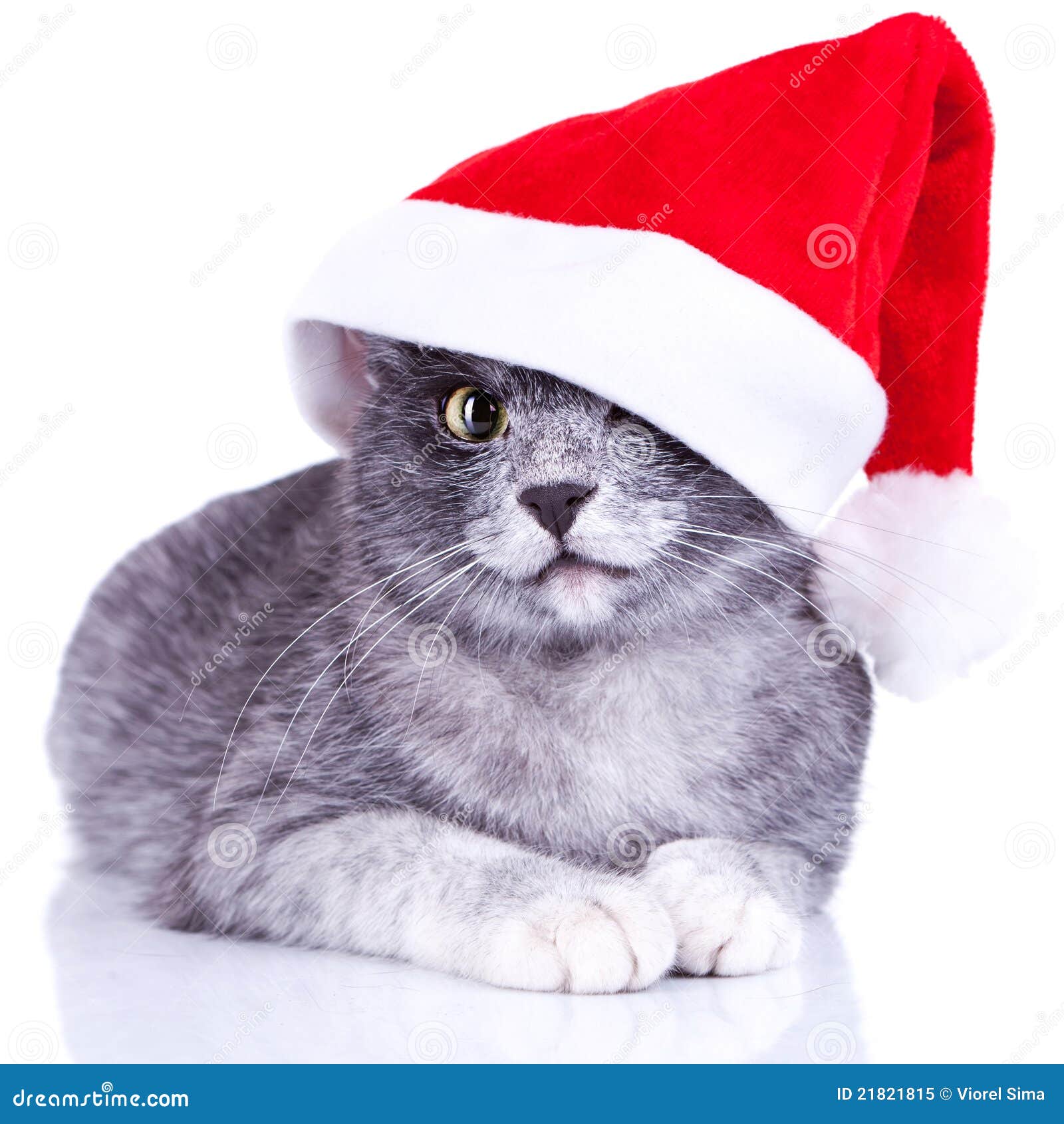 Adorable Little Kitty with a Santa Cap Stock Image - Image of domestic ...
