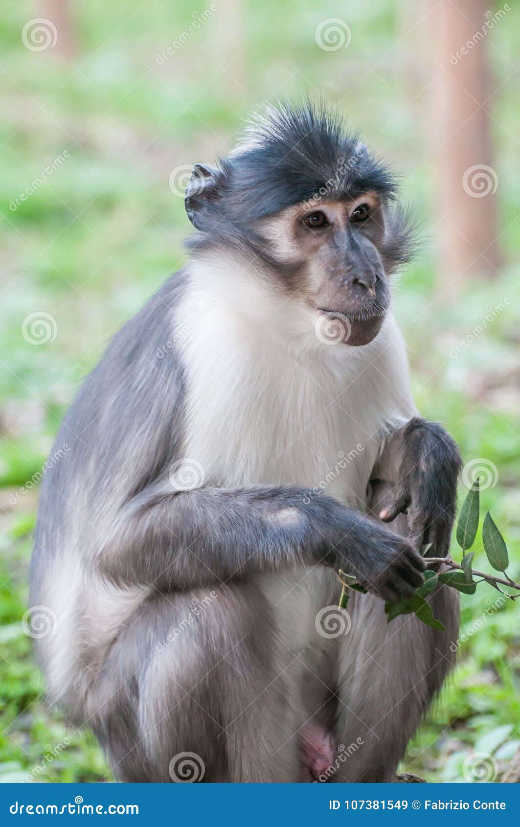 Adorable little monkey stock image. Image of adorable - 107381549