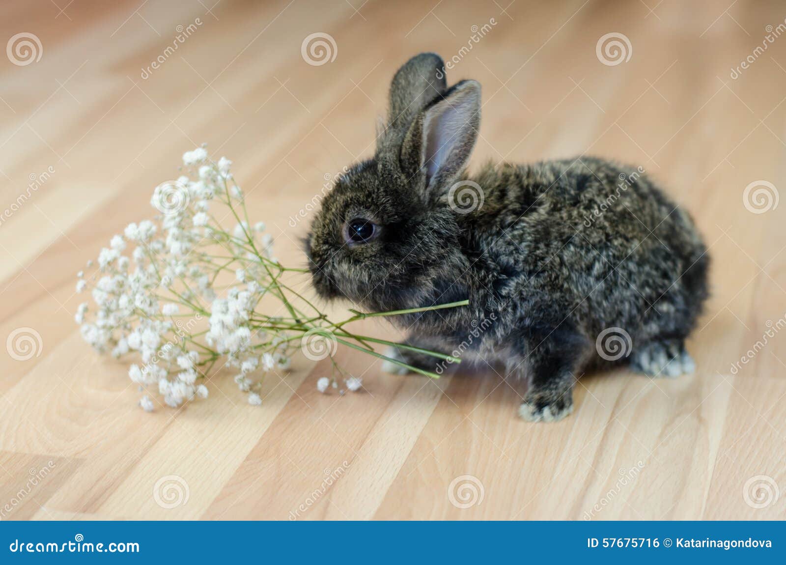Adorable little rabbit stock photo. Image of playing - 57675716