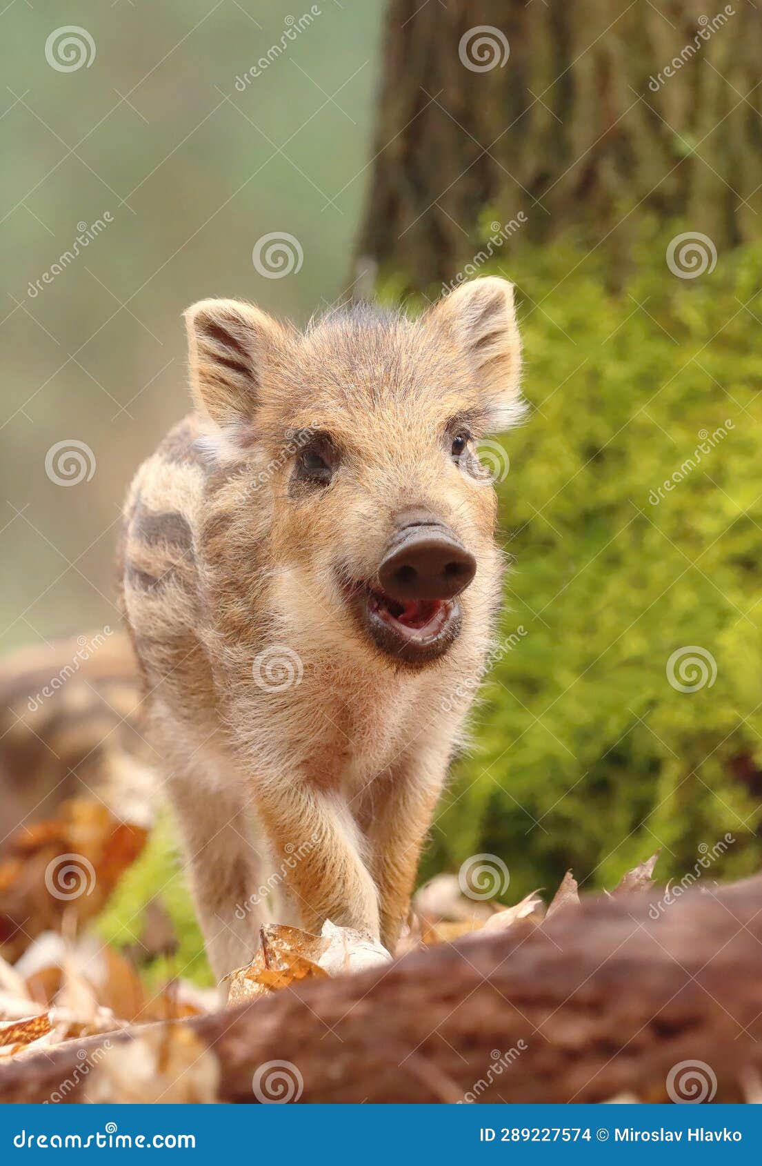 Adorable Little Wild Boar Piglet in Forest Stock Photo - Image of fauna ...