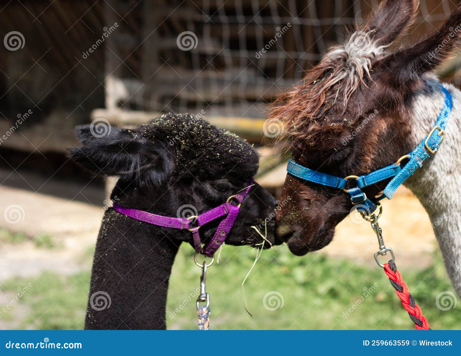 Adorable Llama Kissing Alpaca Stock Image - Image of wildlife ...