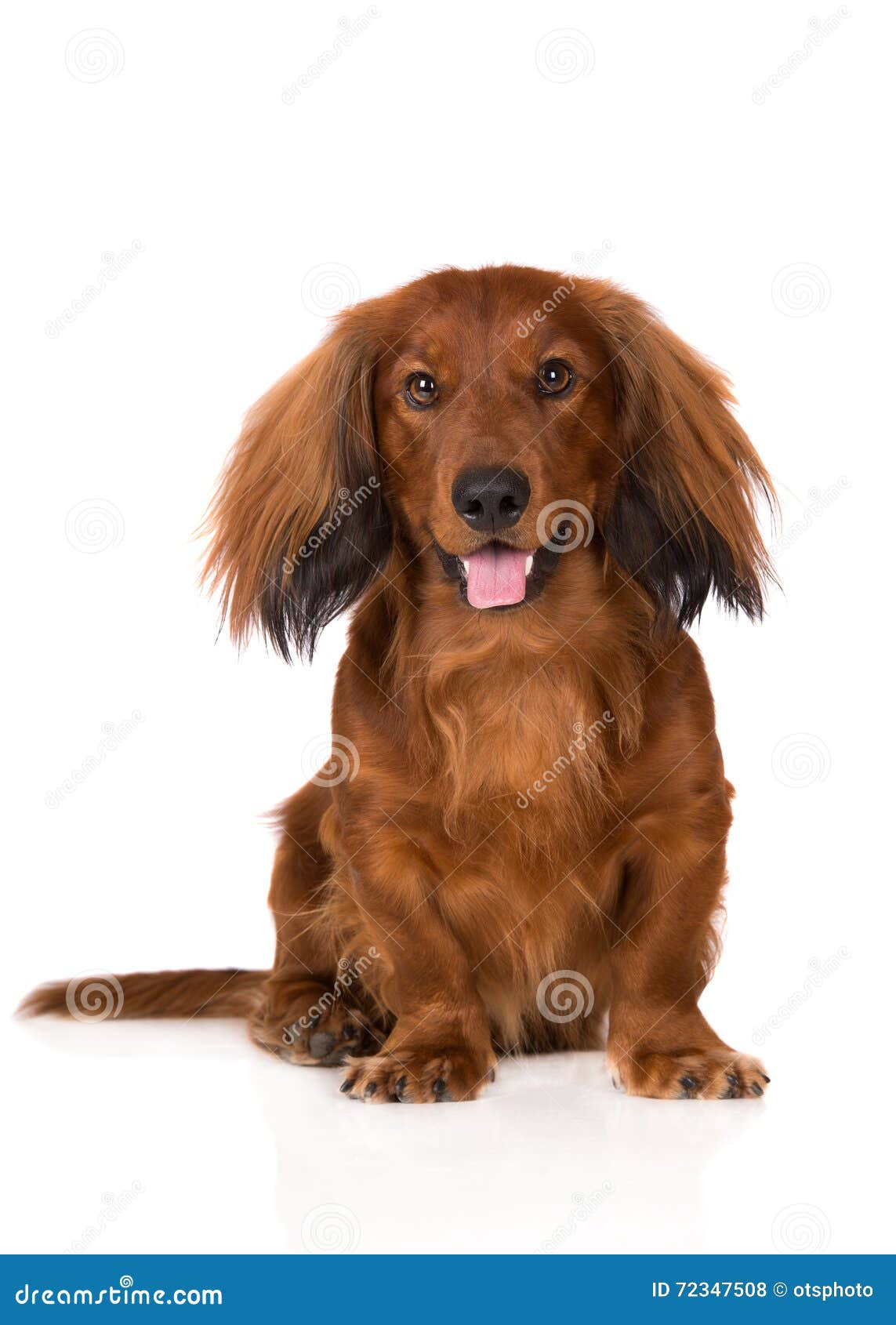 Adorable Long Haired Dachshund Dog Stock Photo - Image of standard ...