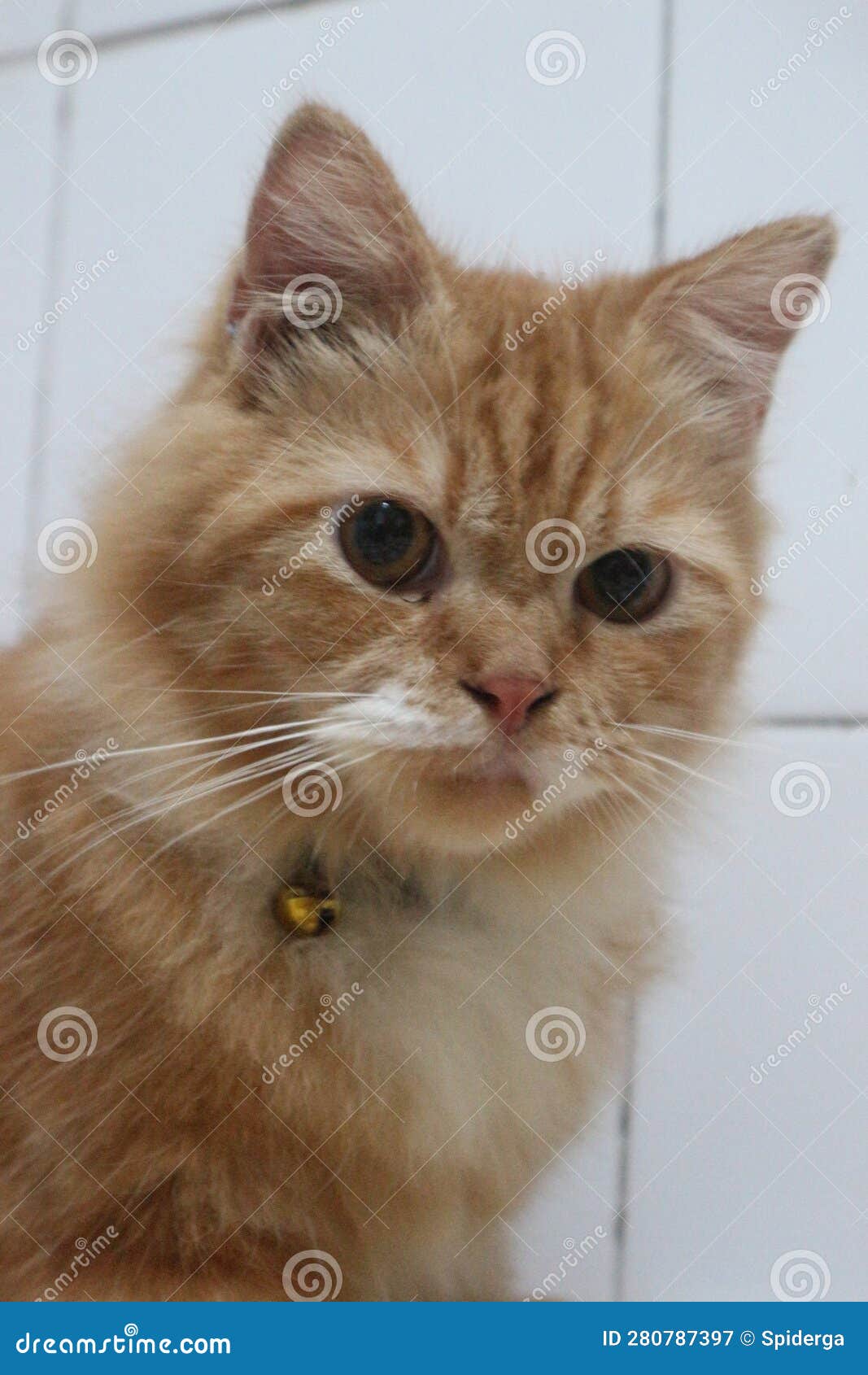 Adorable and Lovely Angora Cat Stock Image - Image of orange, animal ...