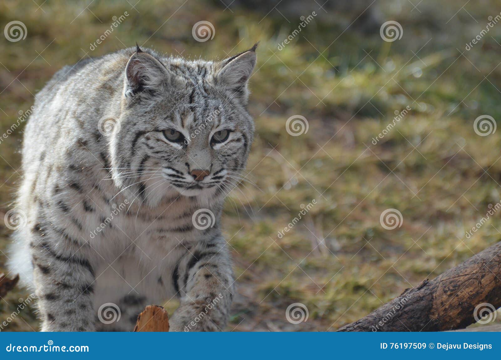 Adorable Lynx on the Move stock image. Image of furry - 76197509