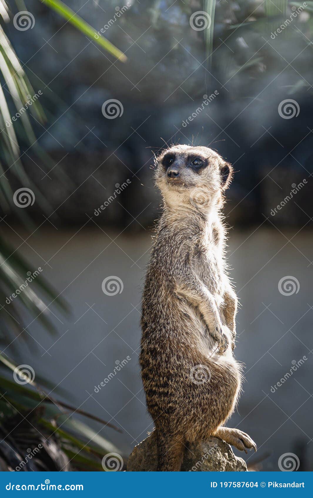 Meerkat Keeping Watch on a Rock Stock Photo - Image of meerkat, desert ...