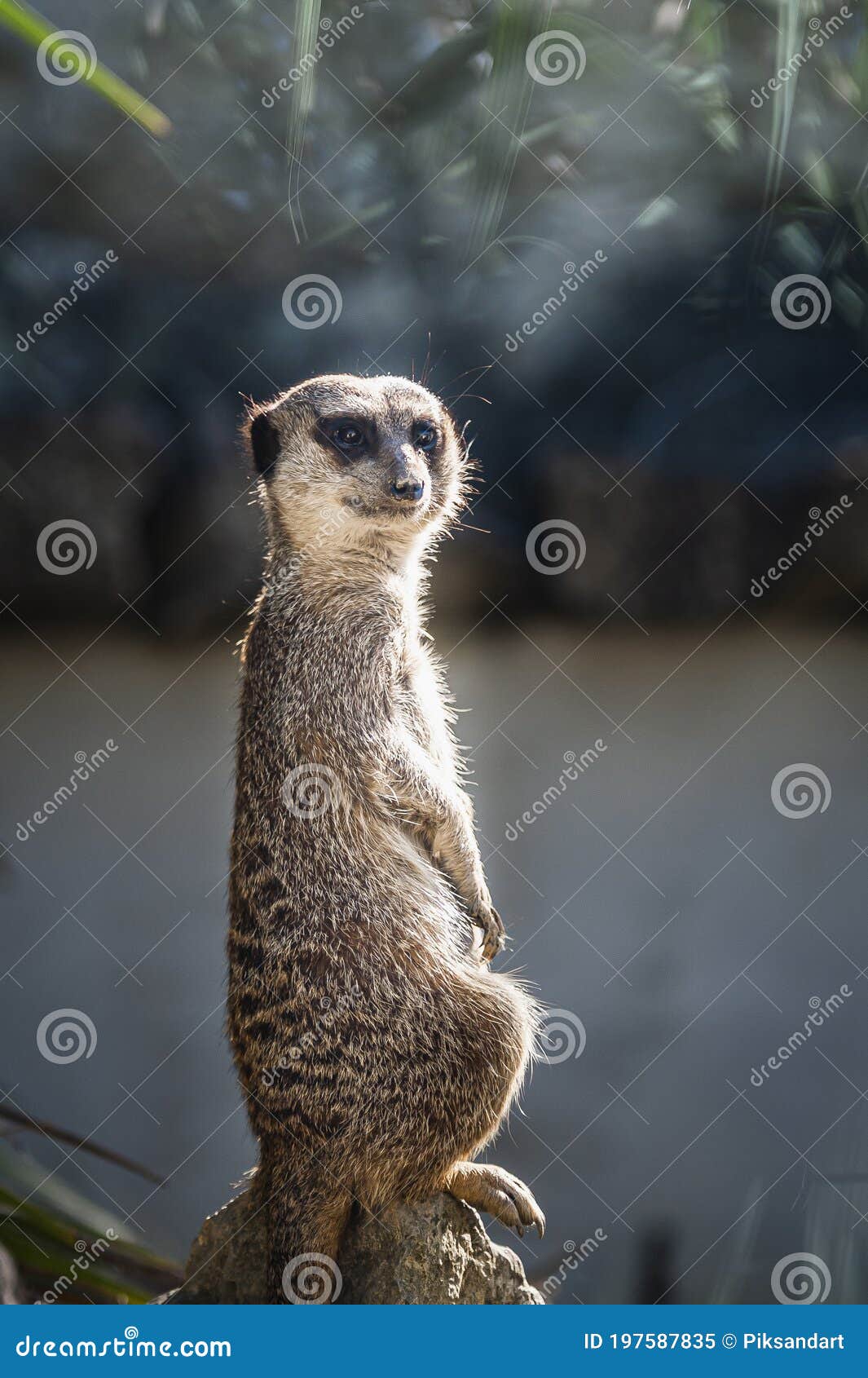 Meerkat Keeping Watch on a Rock Stock Image - Image of herpestidae ...