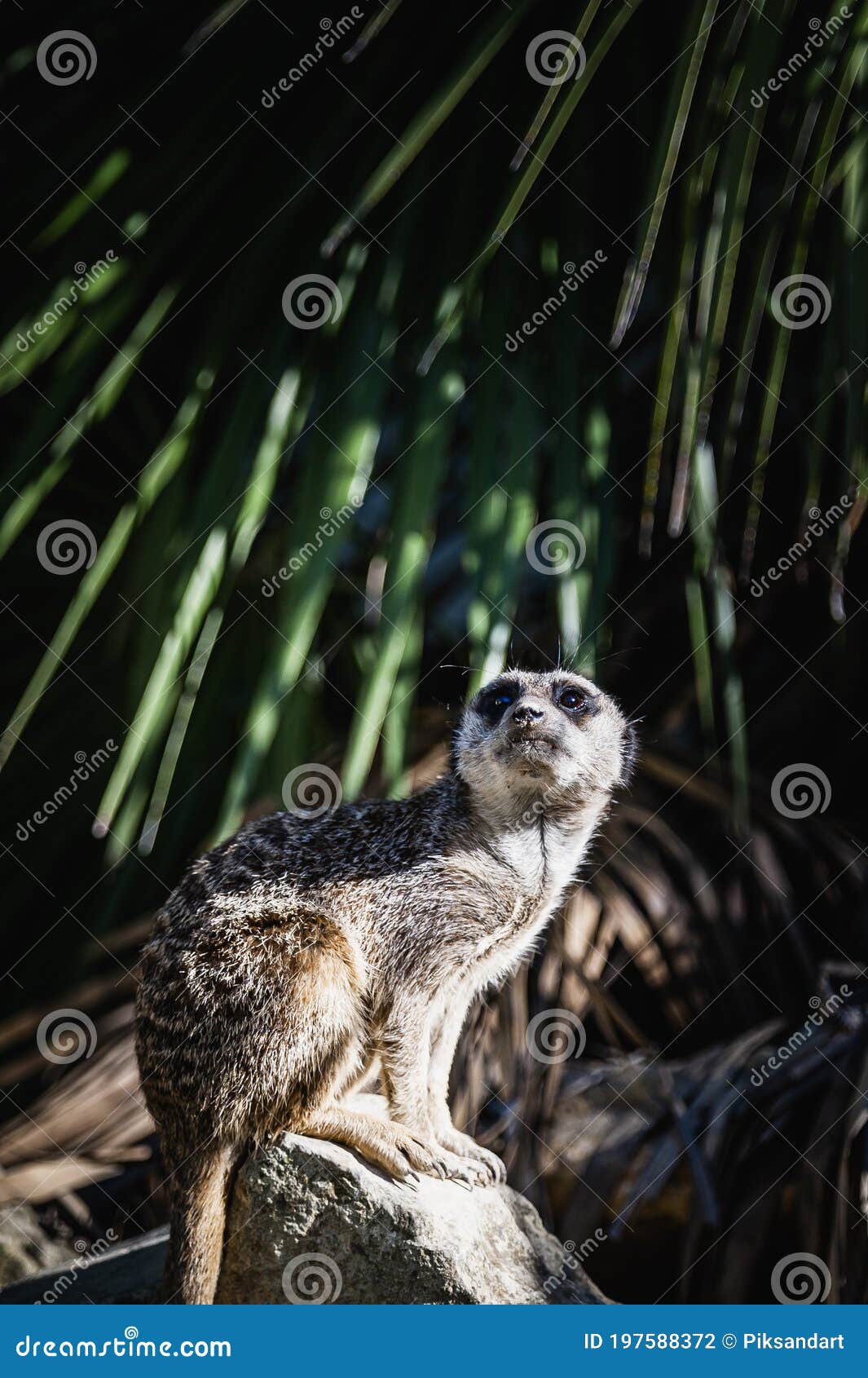 Meerkat Keeping Watch on a Rock Stock Photo - Image of herpestidae ...
