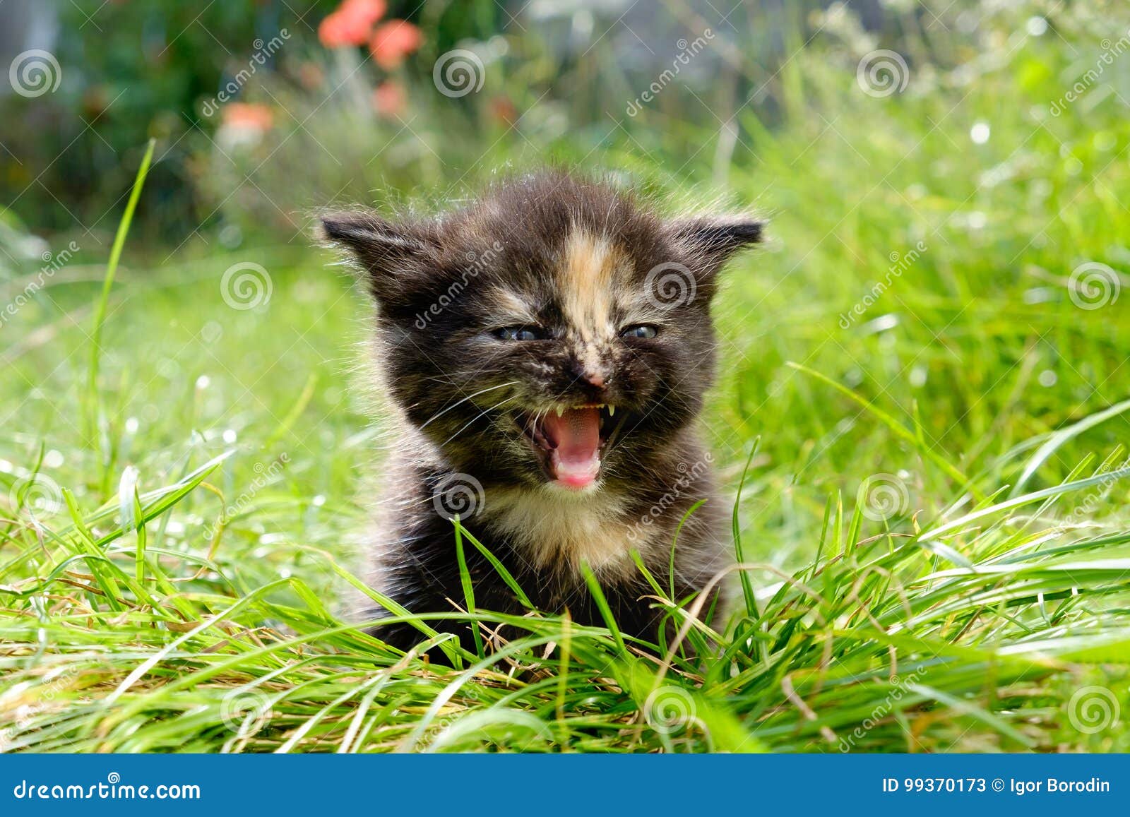 Adorable Meowing Tabby Kitten Outdoors Stock Image - Image of outdoor ...