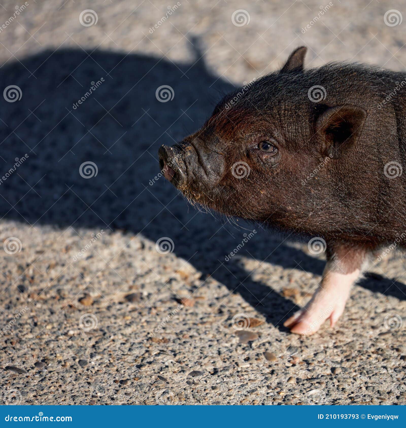 Adorable Mini Cerdo Negro Y Su Sombra Imagen de archivo - Imagen de ...