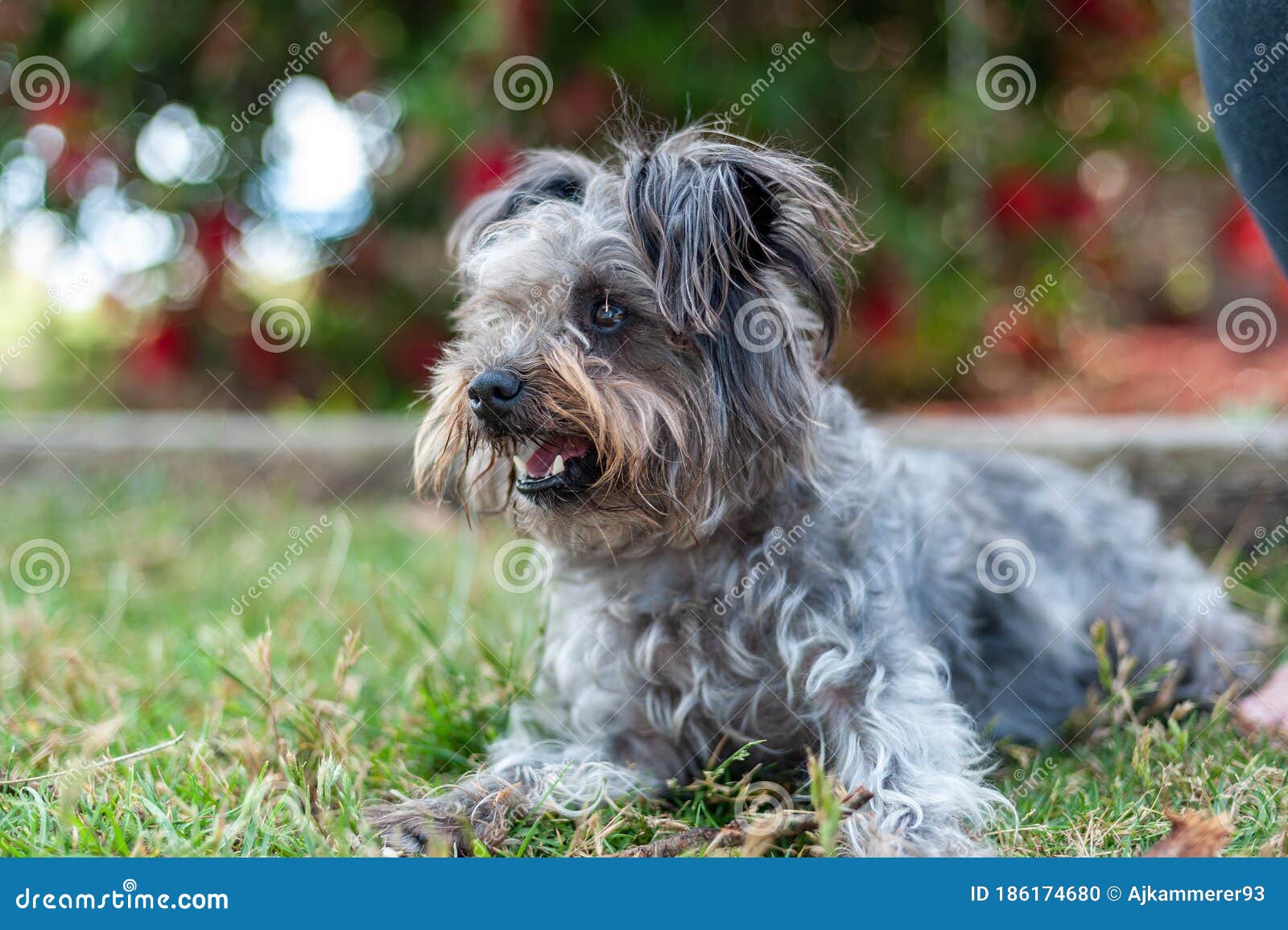 Adorable Mini Schnauzer Terrier Smiling and Panting in the Grass at the ...