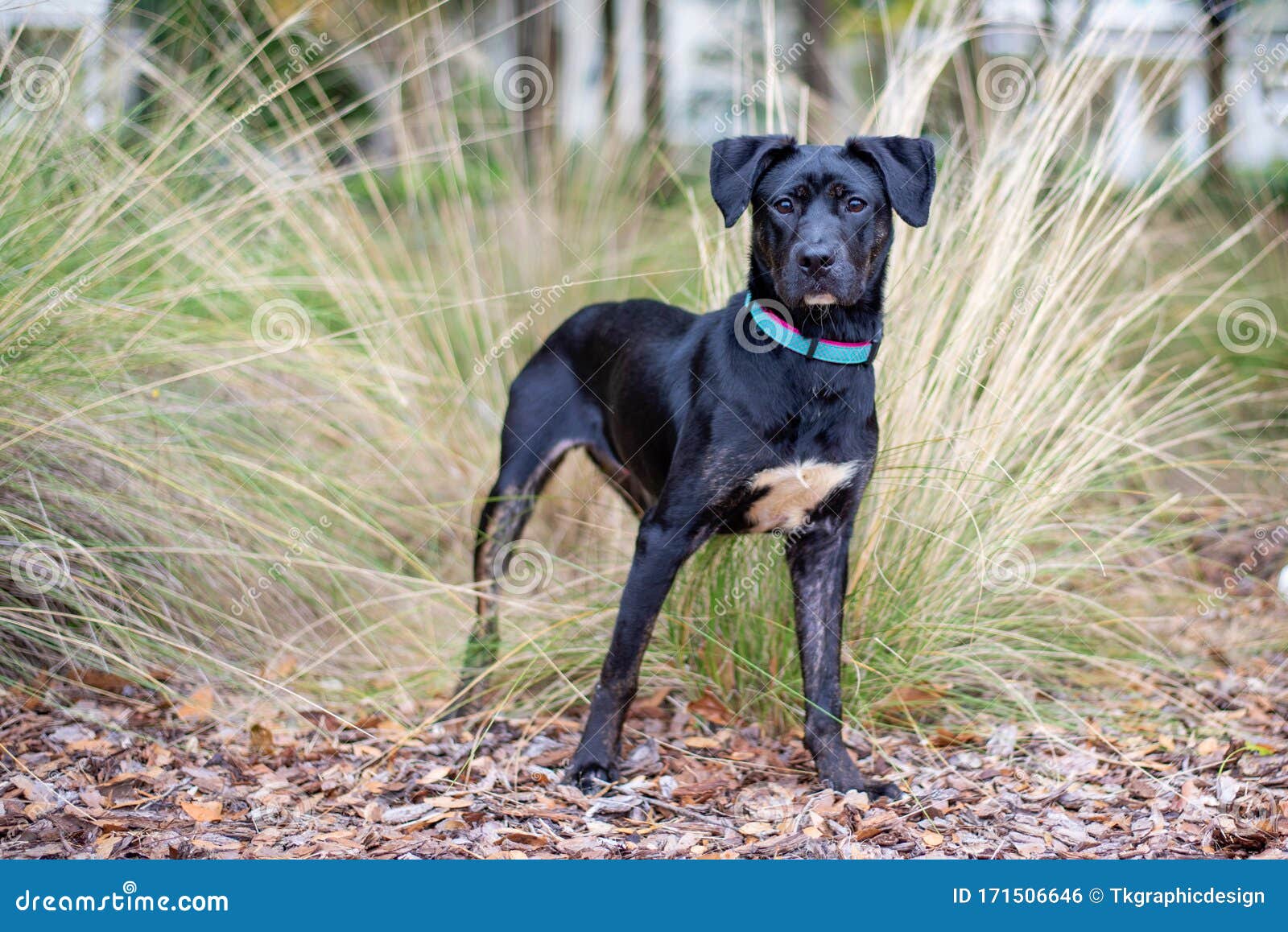 Adorable Mixed Black Dog Outside at a Park Posing in Plants Stock Photo ...