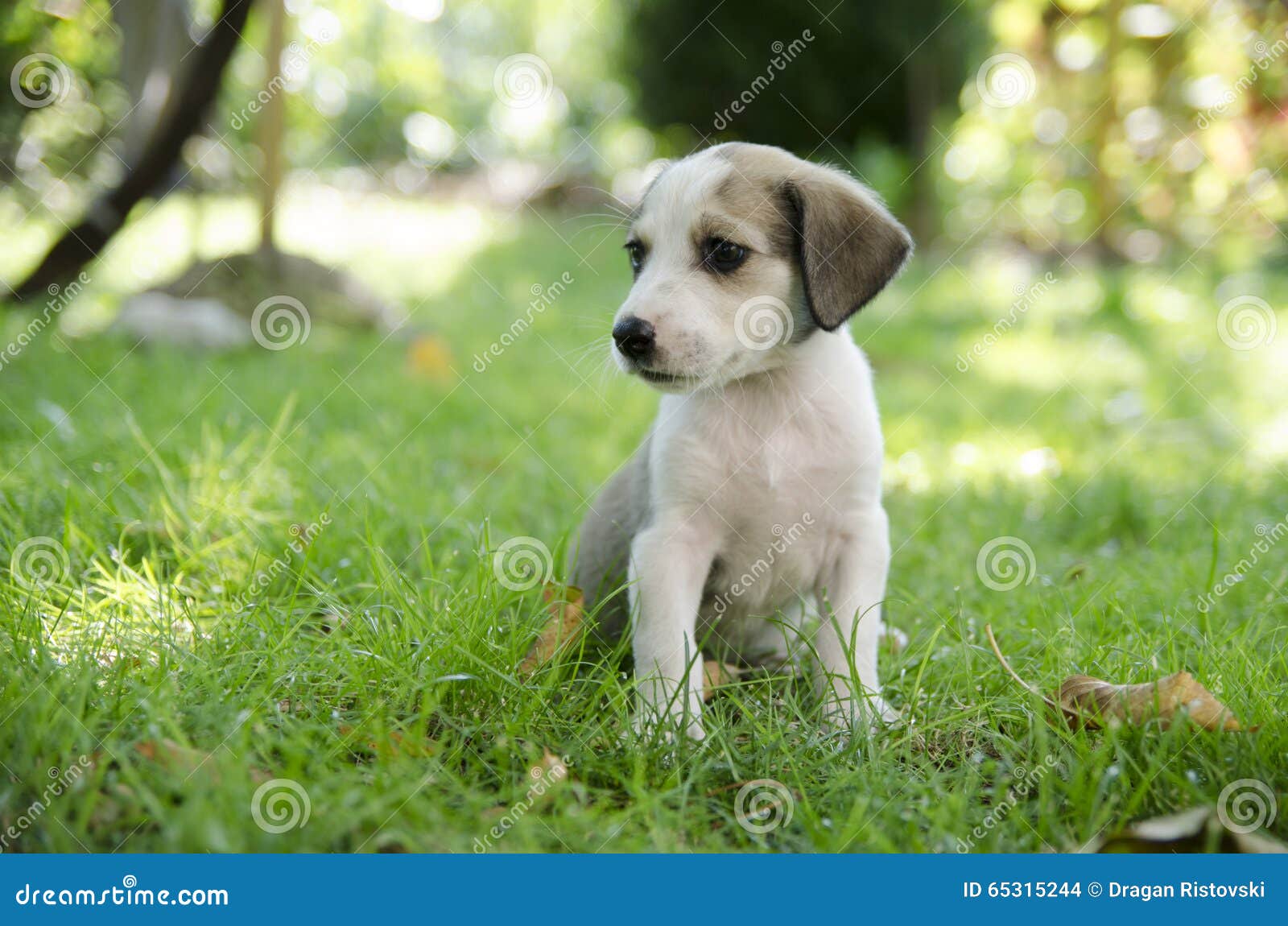 Adorable mixed breed puppy stock photo. Image of animal - 65315244