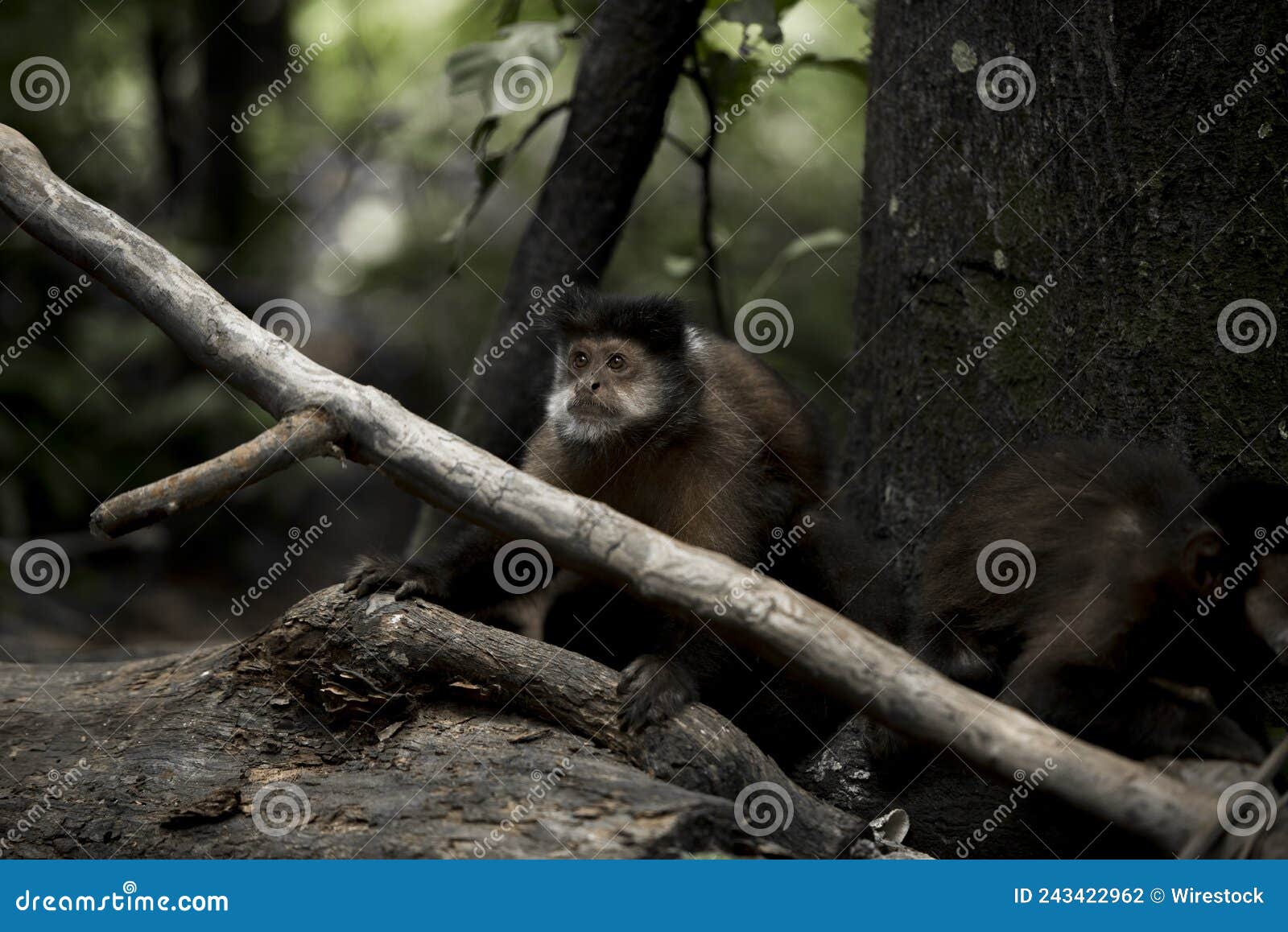 Adorable Monkey Behind a Fallen Tree Branch in the Woods Stock Photo ...
