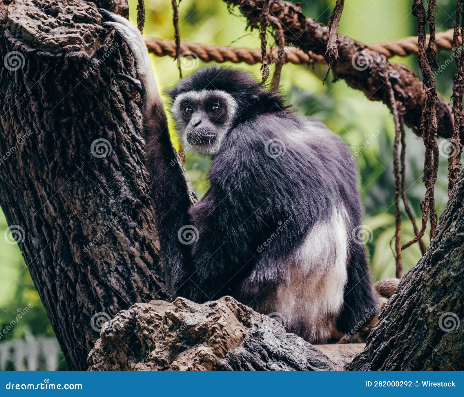 A Monkey that is Perched in the Tree Branch for Shade Stock Photo ...