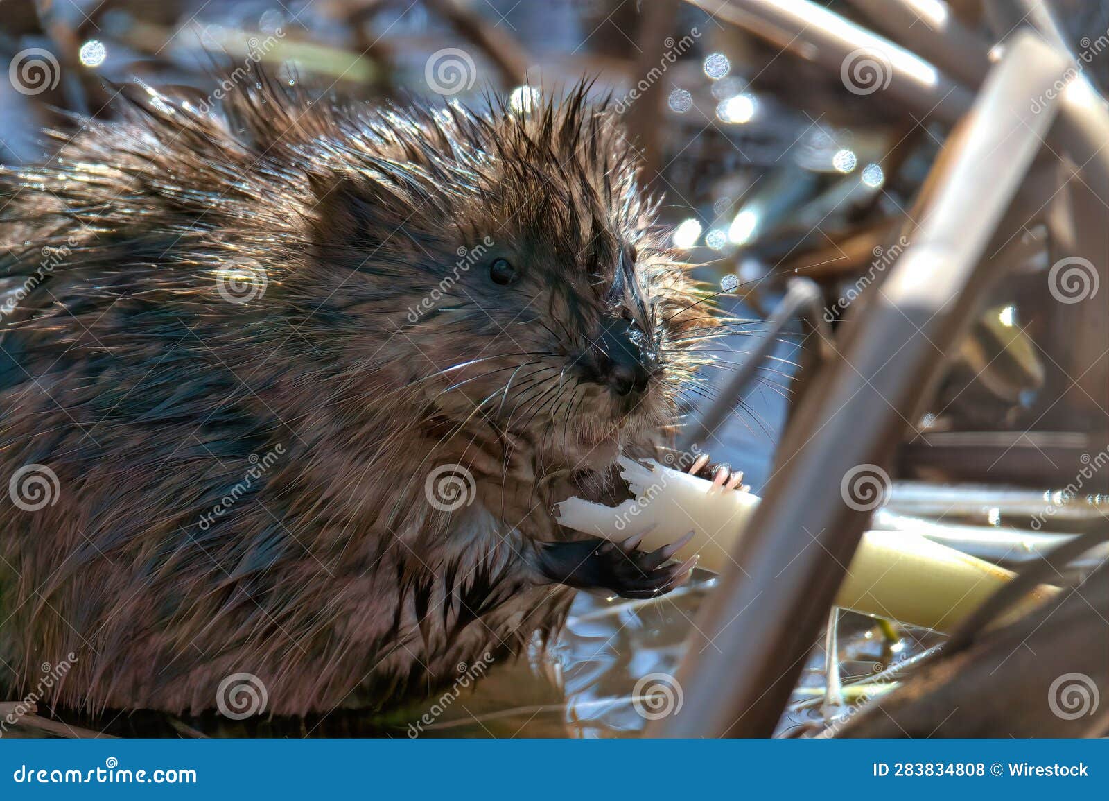Adorable Muskrat Standing on the Water Surface while Eating a Snack ...