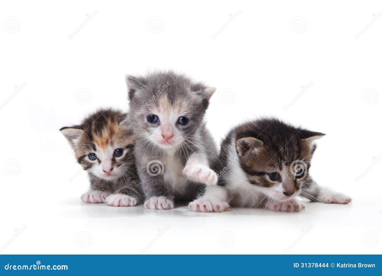 Newborn White Kittens