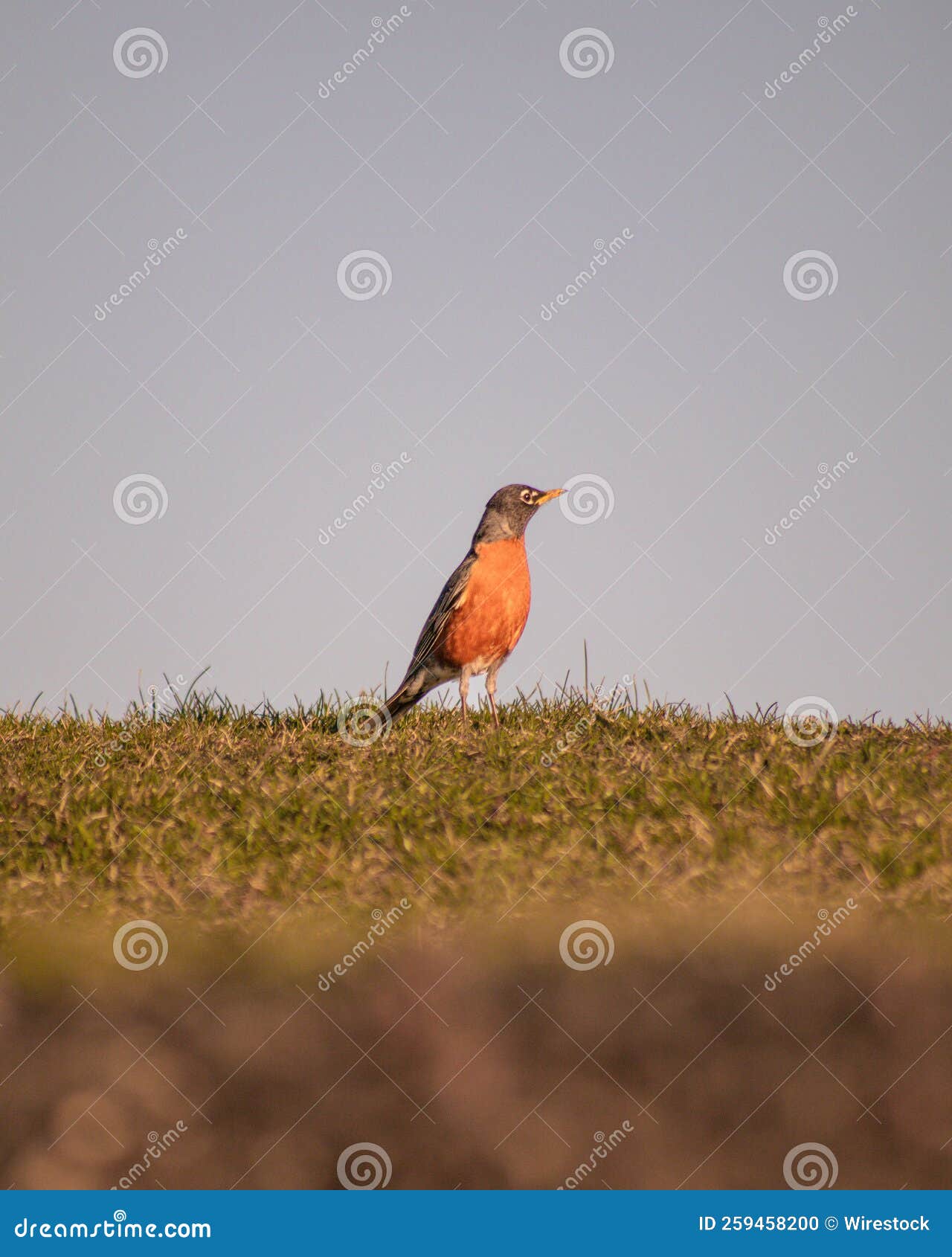 Adorable Orange American Robin on Green Grass during Sunset Stock Photo ...