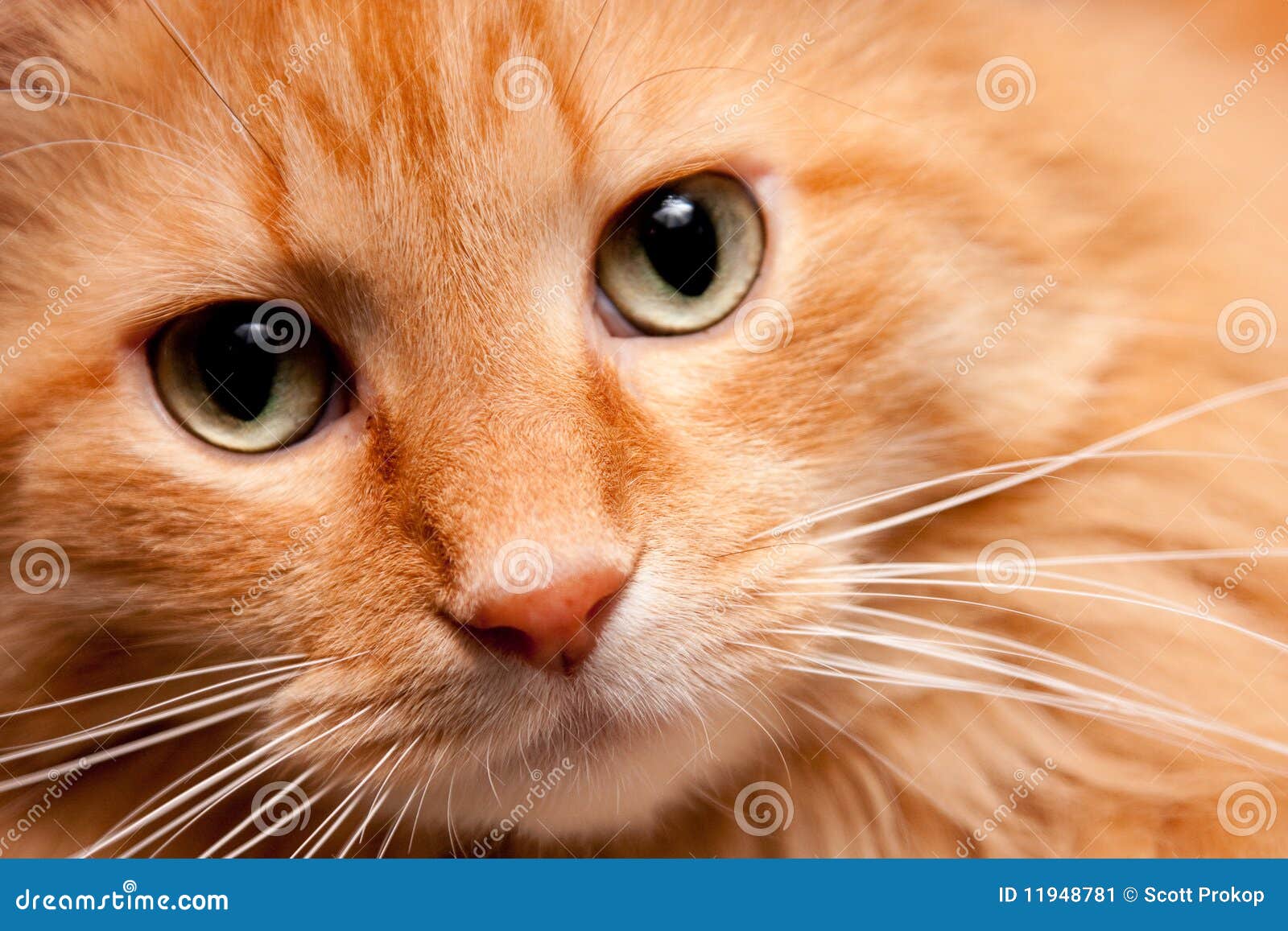 Adorable Orange Kitty Cat Posing for the Camera Stock Image - Image of ...