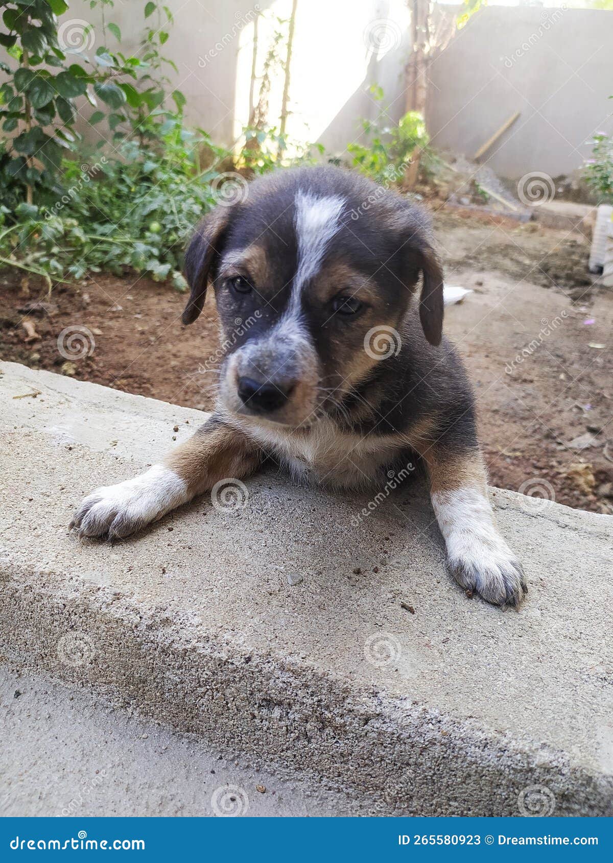 Adorable perro perrito imagen de archivo. Imagen de lindo - 265580923