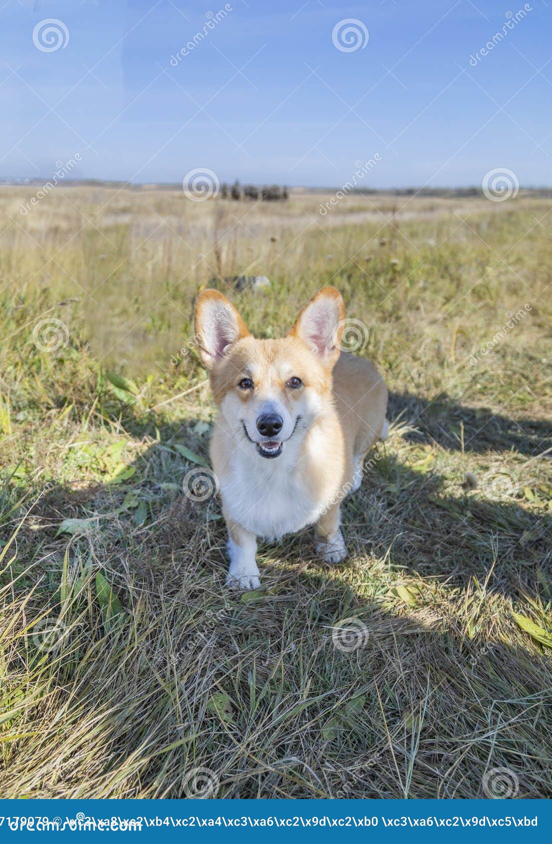 Adorable Pet Corgi Playing Outdoors Stock Image - Image of sports ...