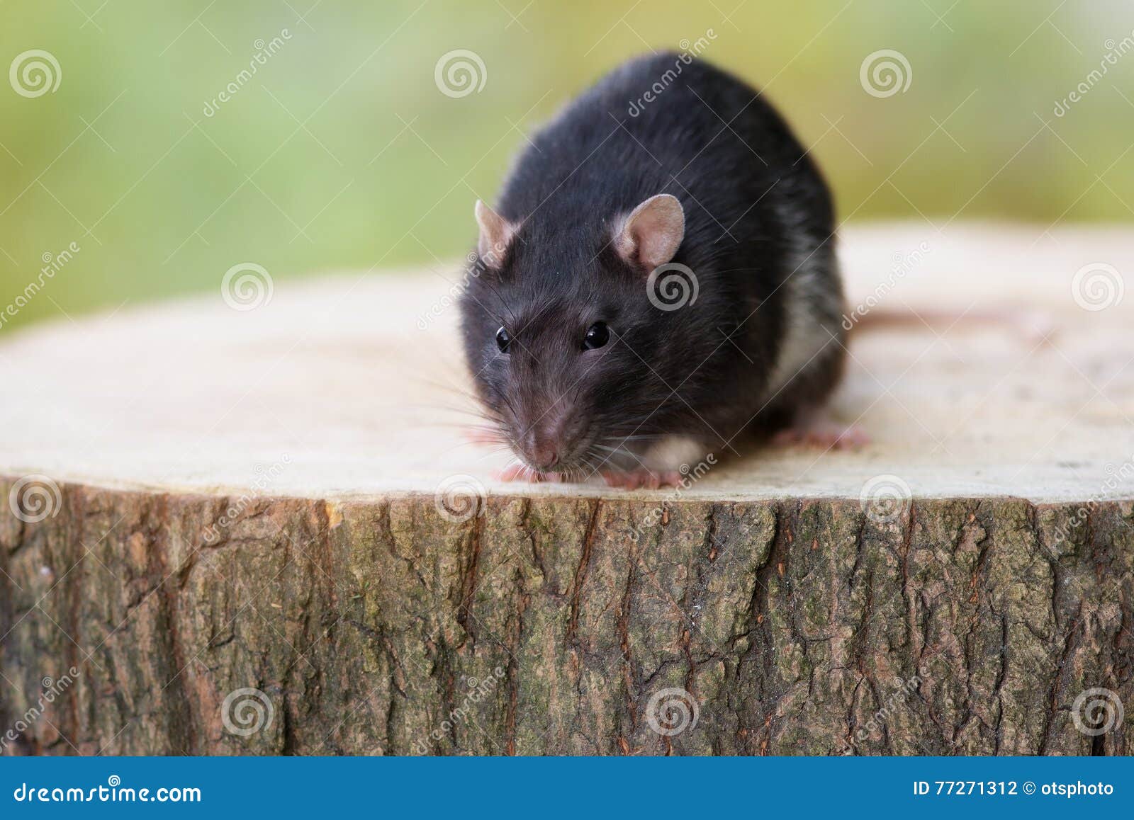 Adorable Pet Rat Posing Outdoors Stock Photo - Image of closeup ...
