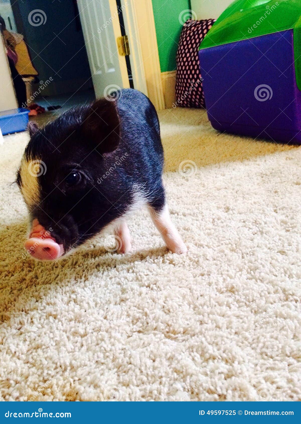 Porky Pig Stock Photos - Royalty Free Images