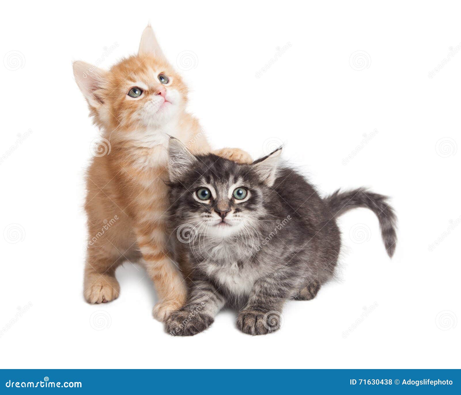 Adorable Playful Kittens Close Together Stock Photo - Image of little ...
