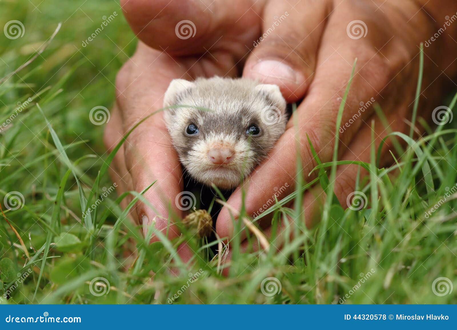 Adorable polecat stock photo. Image of hold, cute, nature - 44320578