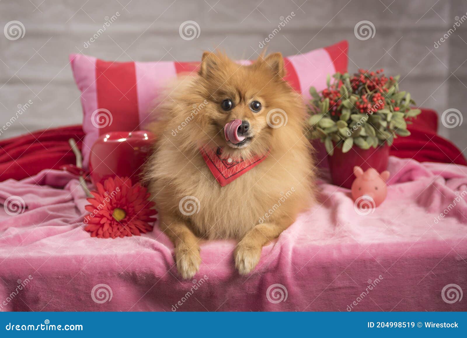 Adorable Pomeranian Spitz with Decorations in the Studio Stock Image ...