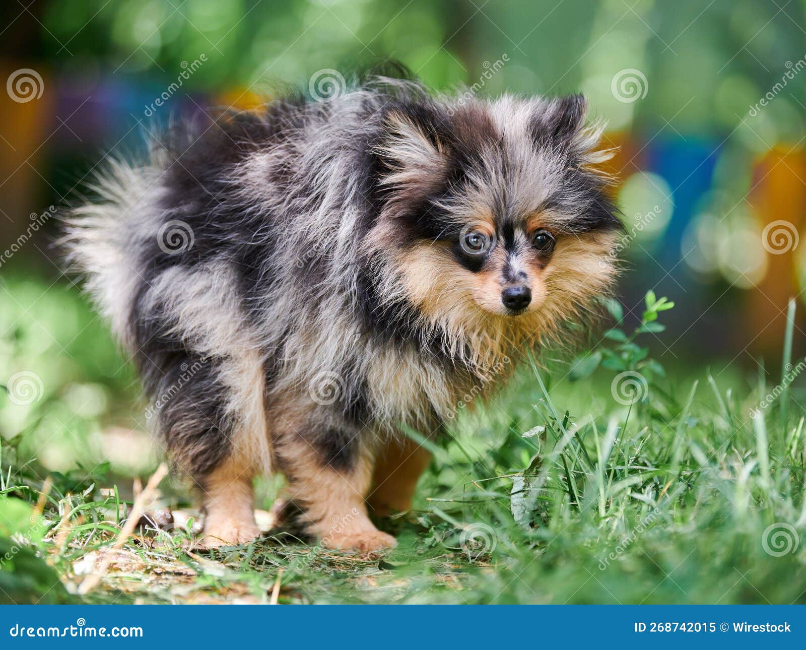 Adorable Pomeranian Spitz Pooping on the Grass Stock Image - Image of ...