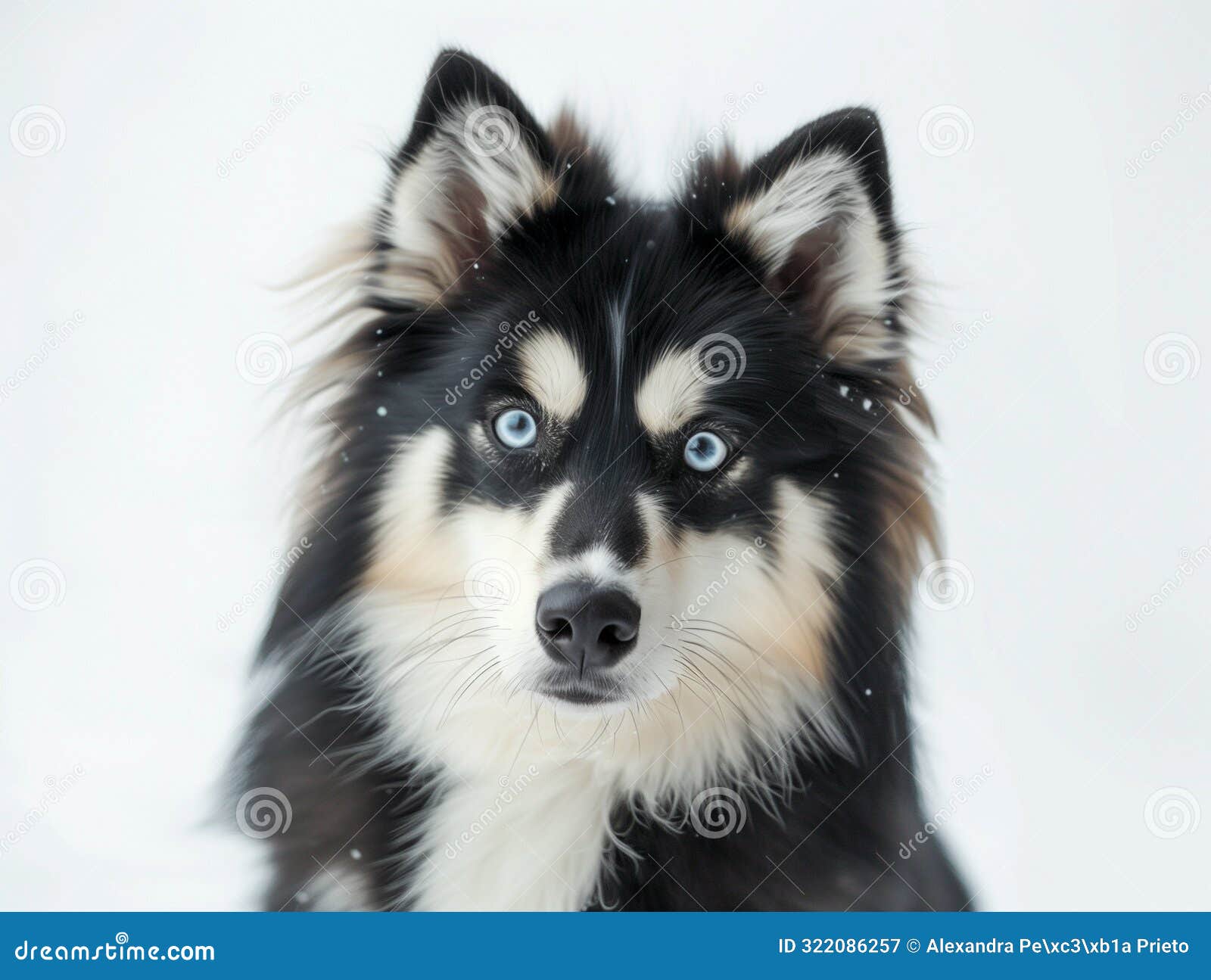 Adorable Pomsky with Striking Blue Eyes in Studio Stock Illustration ...
