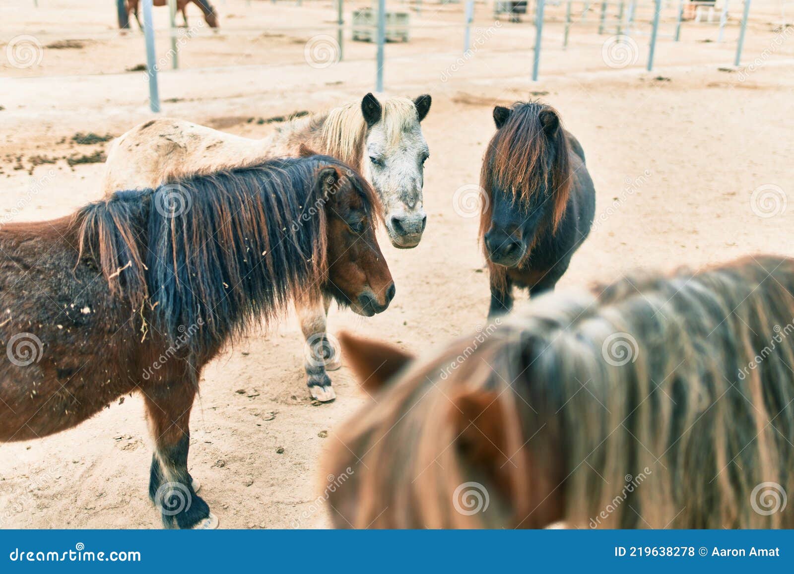 Adorable Ponies Walking at the Farm Stock Photo - Image of play ...