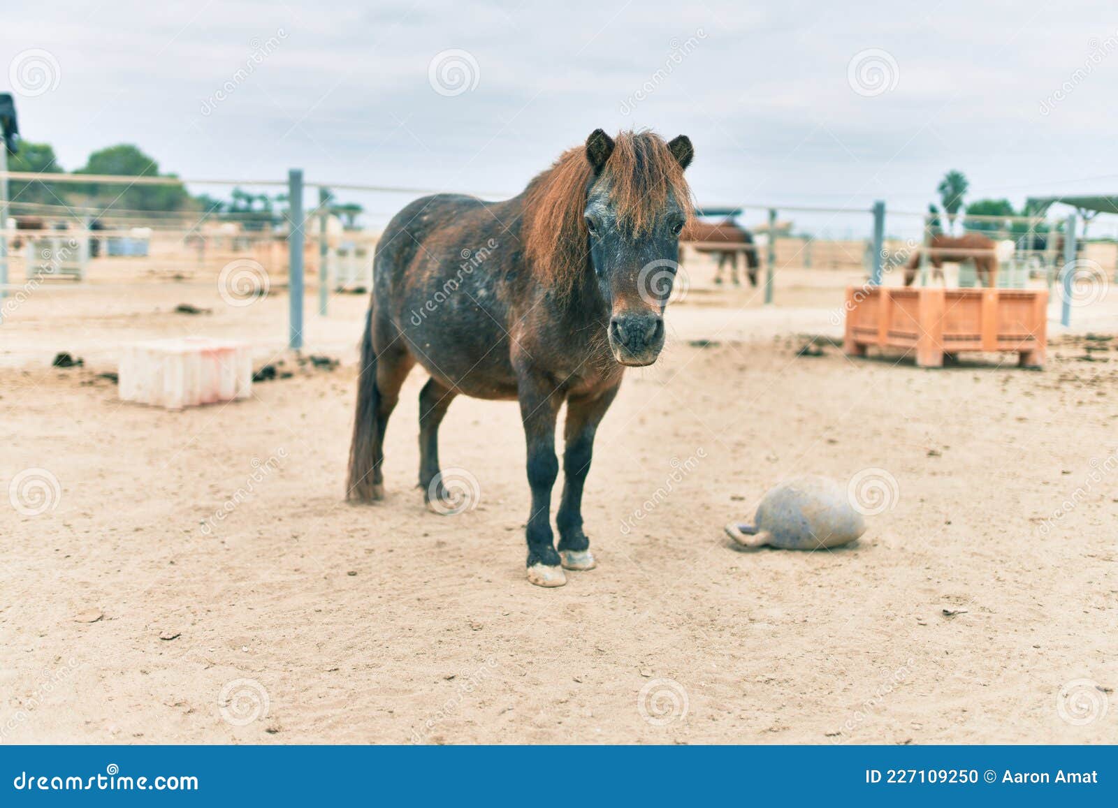 Adorable Ponies Walking at the Farm Stock Photo - Image of park ...