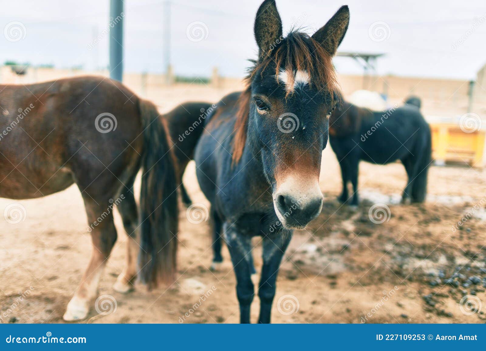 Adorable Ponies Walking at the Farm Stock Image - Image of friends ...