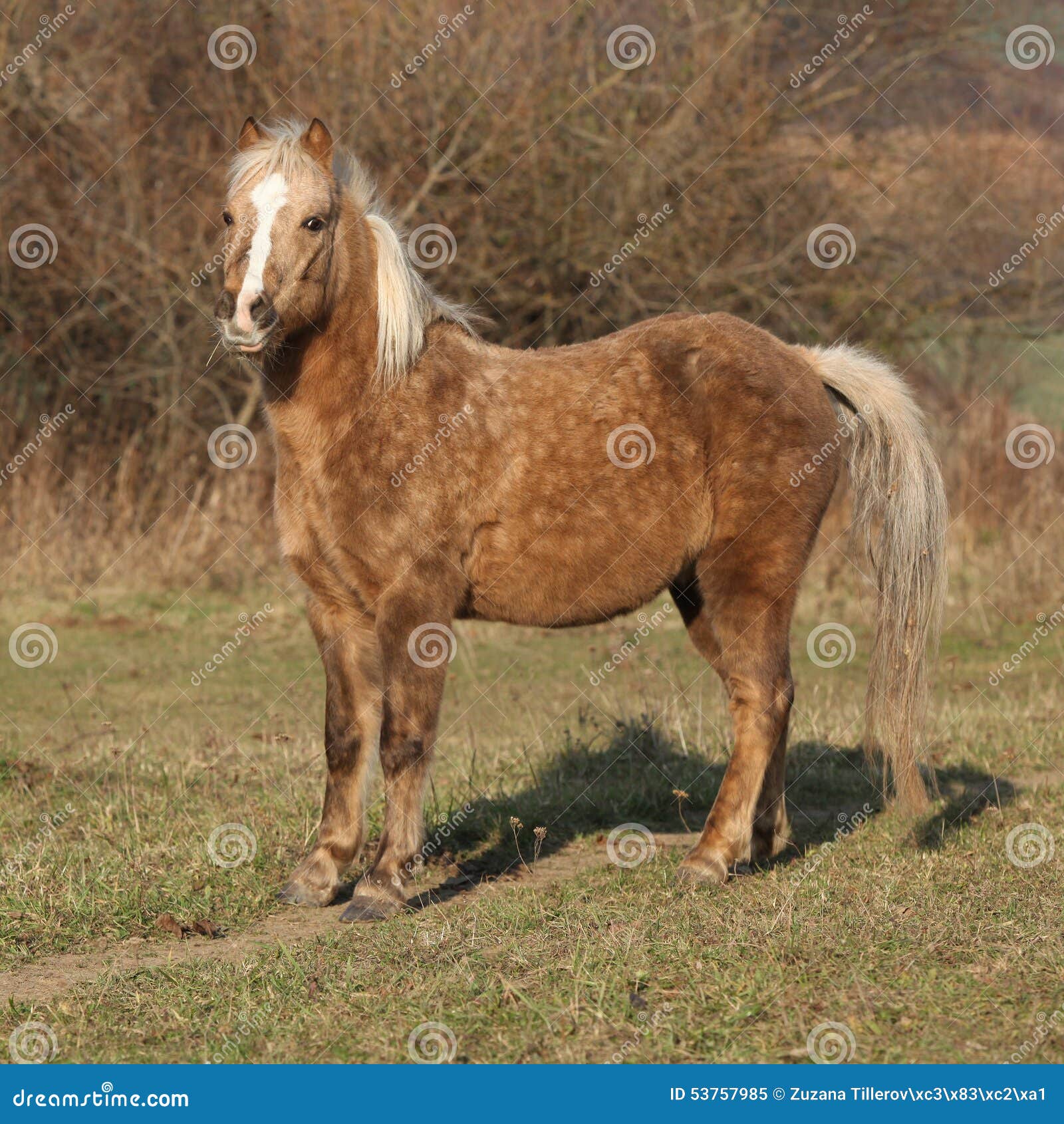 Adorable pony in autumn stock image. Image of equine - 53757985