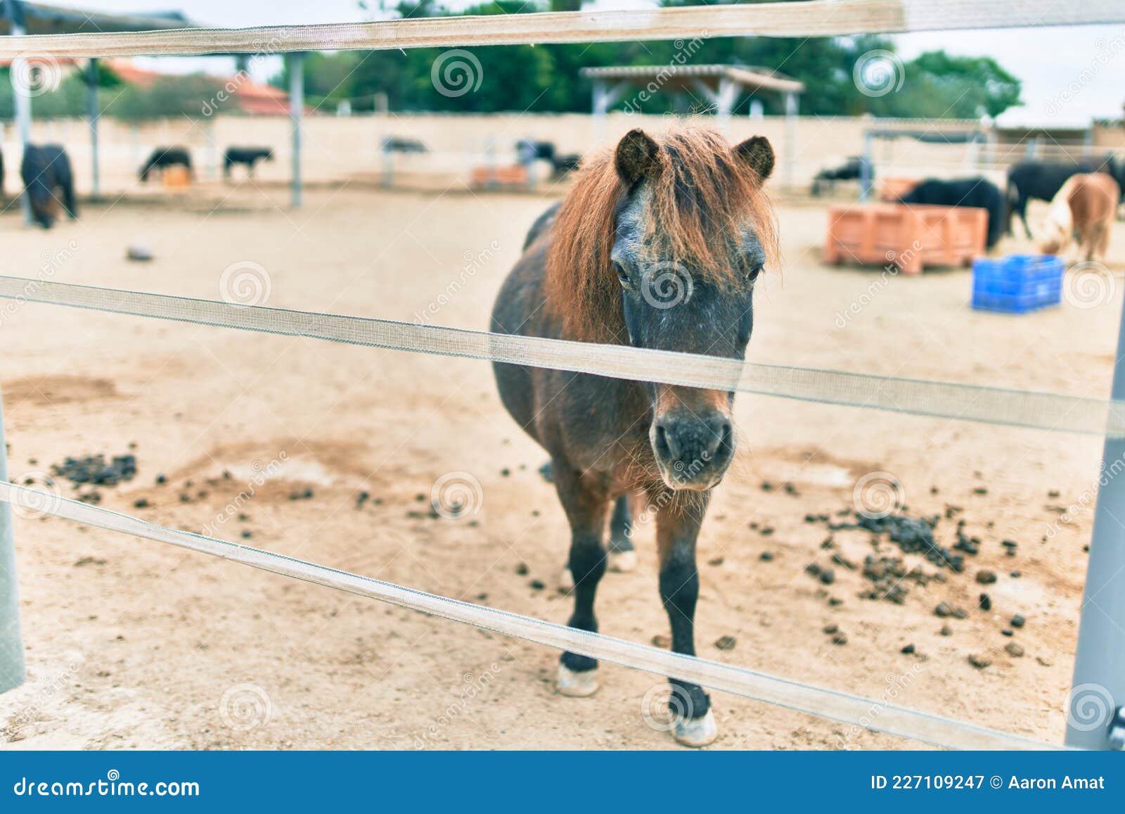 Adorable Pony Walking at the Farm Stock Image - Image of outside, play ...