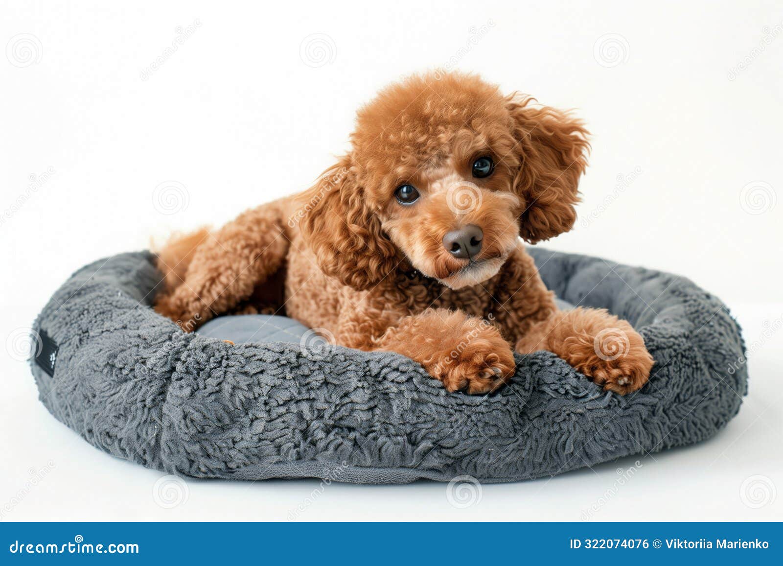 Adorable Poodle on a Soft Bed on White Background, Perfect for Pet Care ...