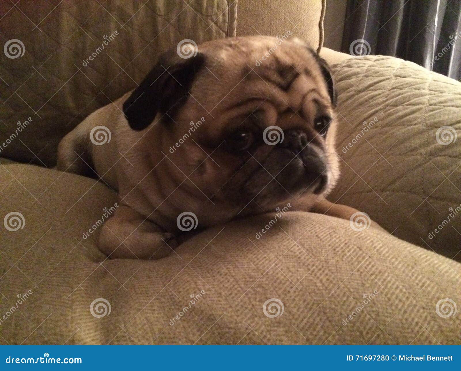 Adorable Pug Dog on a Couch Stock Photo - Image of couch, cute: 71697280