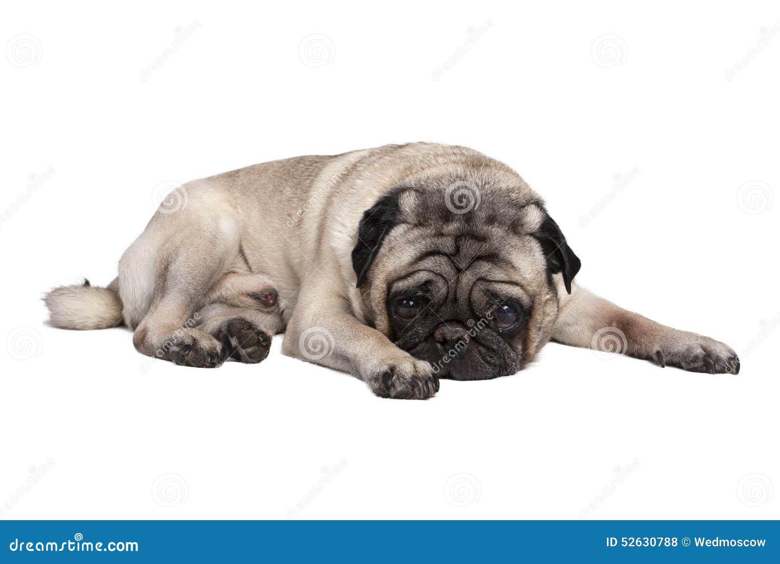 Adorable Pug Dog stock photo. Image of fawn, purebred - 52630788