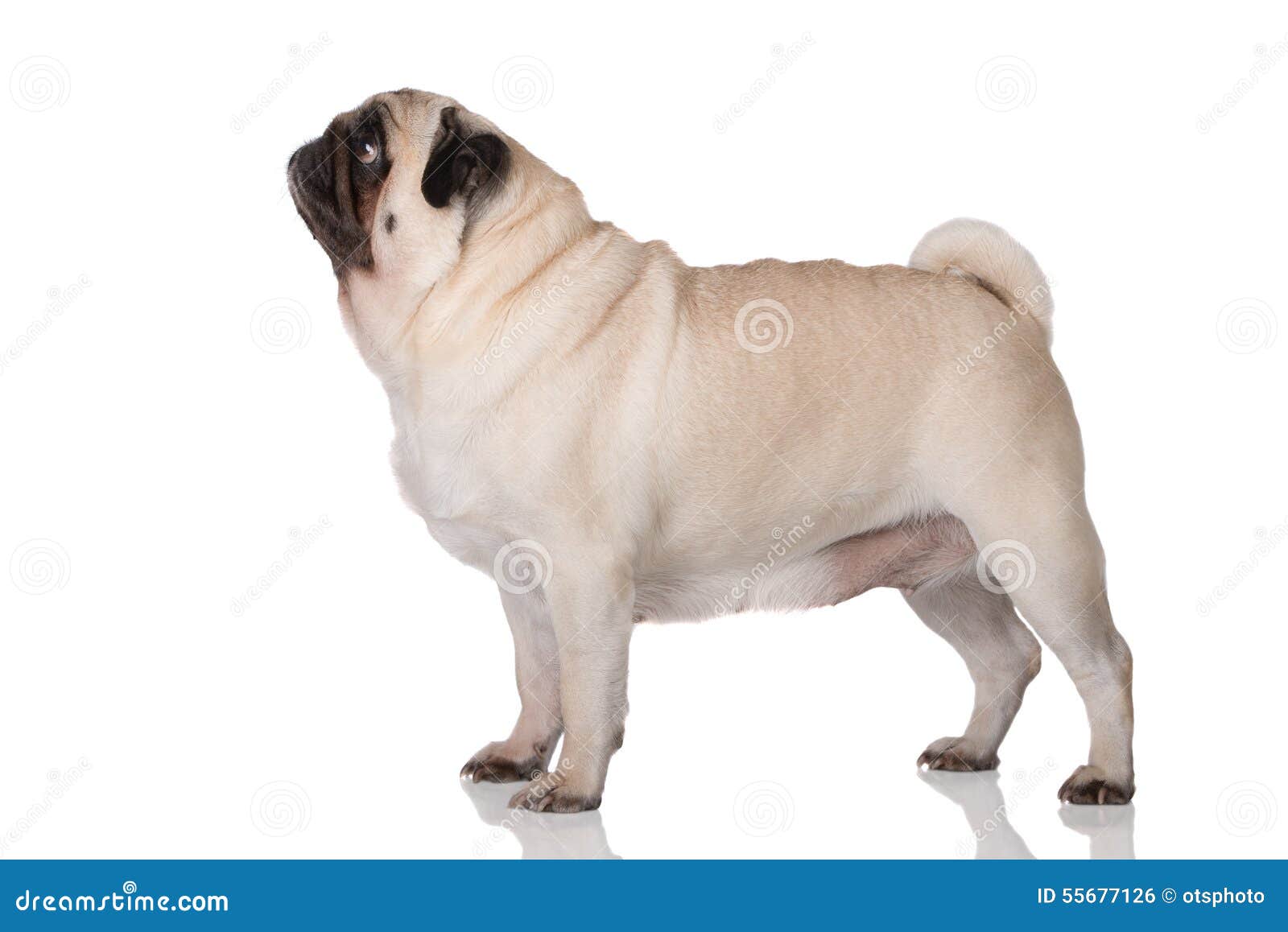 Adorable Pug Dog Standing on White Stock Photo - Image of christmas ...